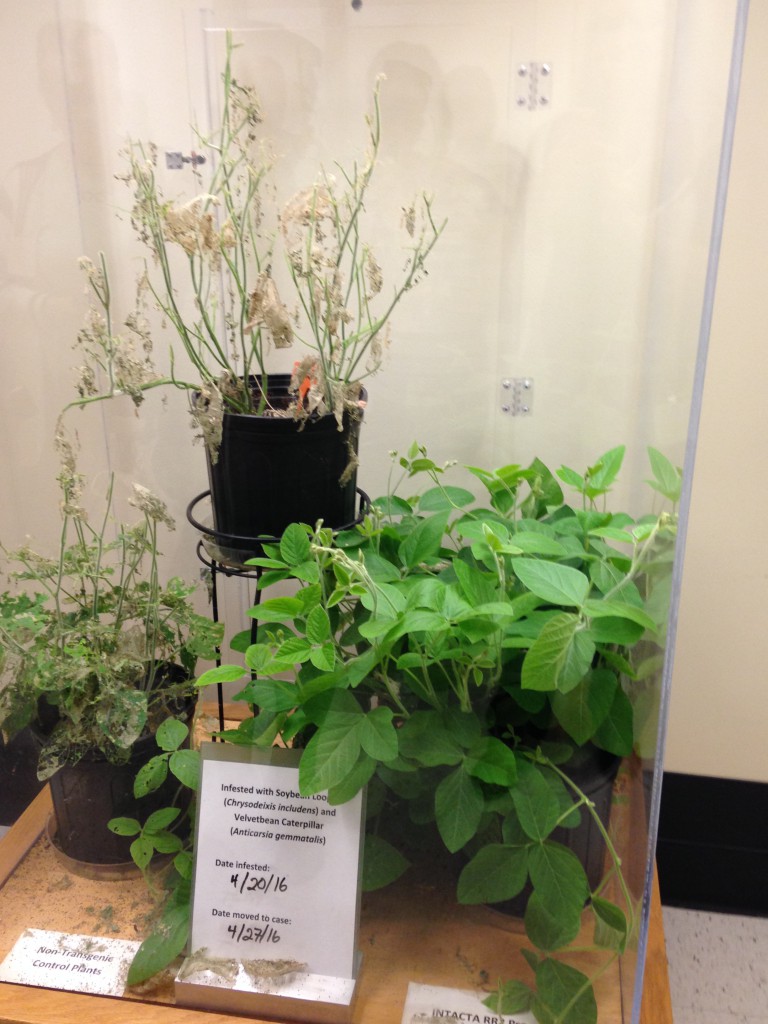 An Inside Look into Monsanto and the GMO Controversy - Discover Finer ...